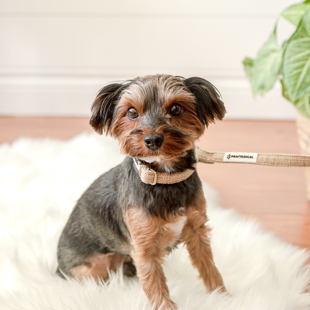 Pawtanical Hemp Collars & Leashes